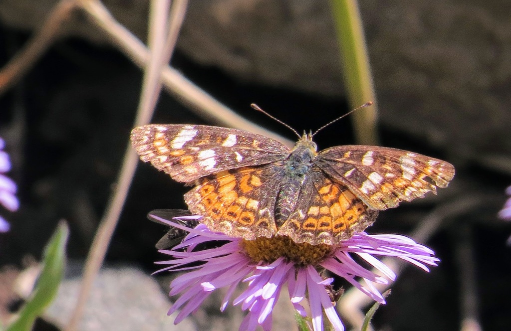 Field Crescent from Taos Ski Valley, NM 87525, USA on August 01, 2015 ...