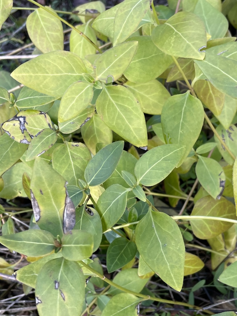 greater periwinkle from Cuthbert Holmes Park, Victoria, BC, CA on ...