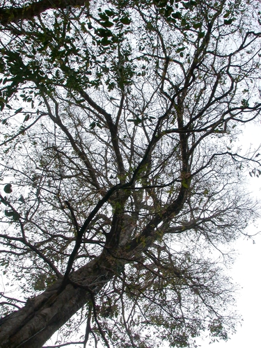 Sloanea medusula · iNaturalist Ecuador