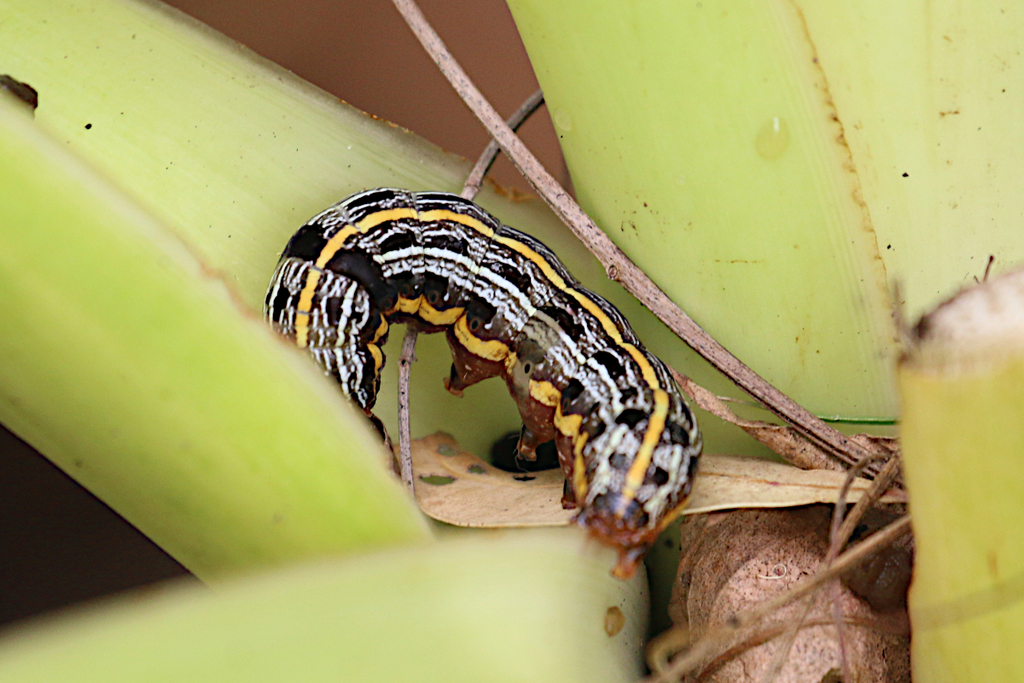 Lily Caterpillar Moth from Moorooka QLD 4105, Australia on November 7 ...