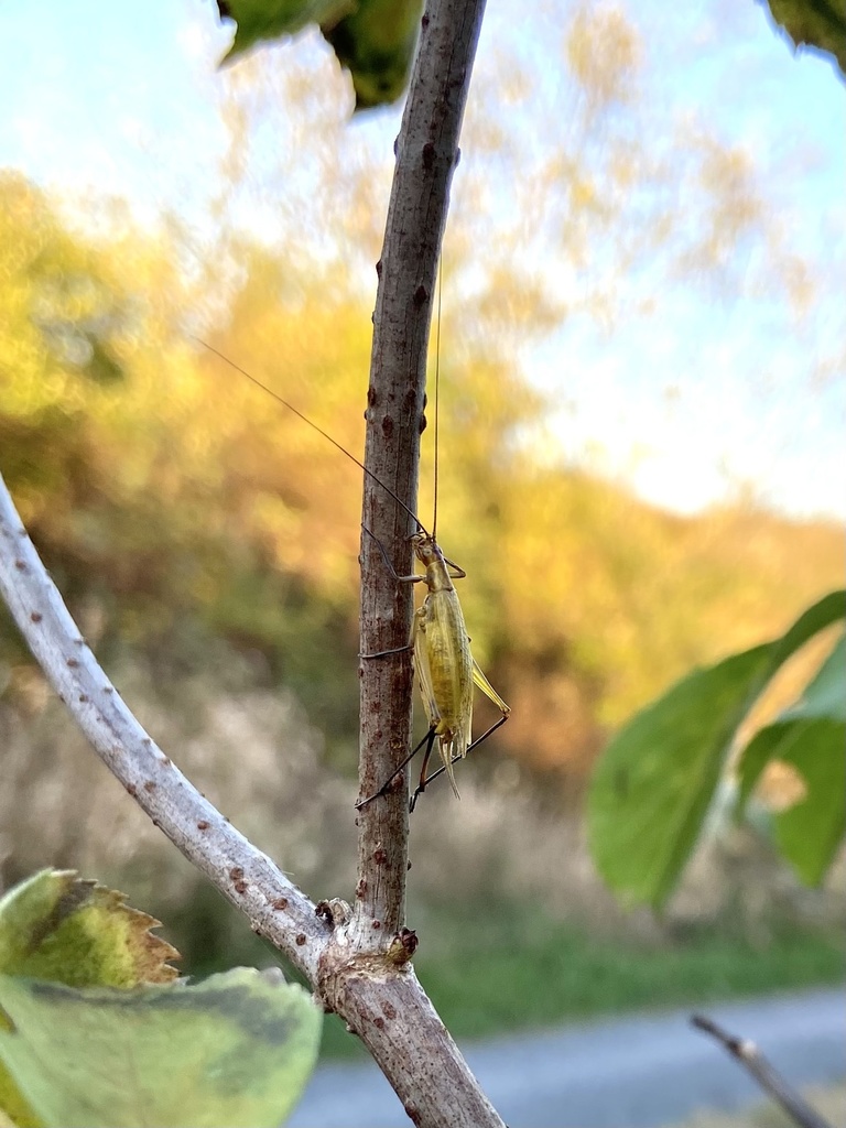Black-horned Tree Cricket from Mt. Nebo WMA, Oakland, MD, US on October ...