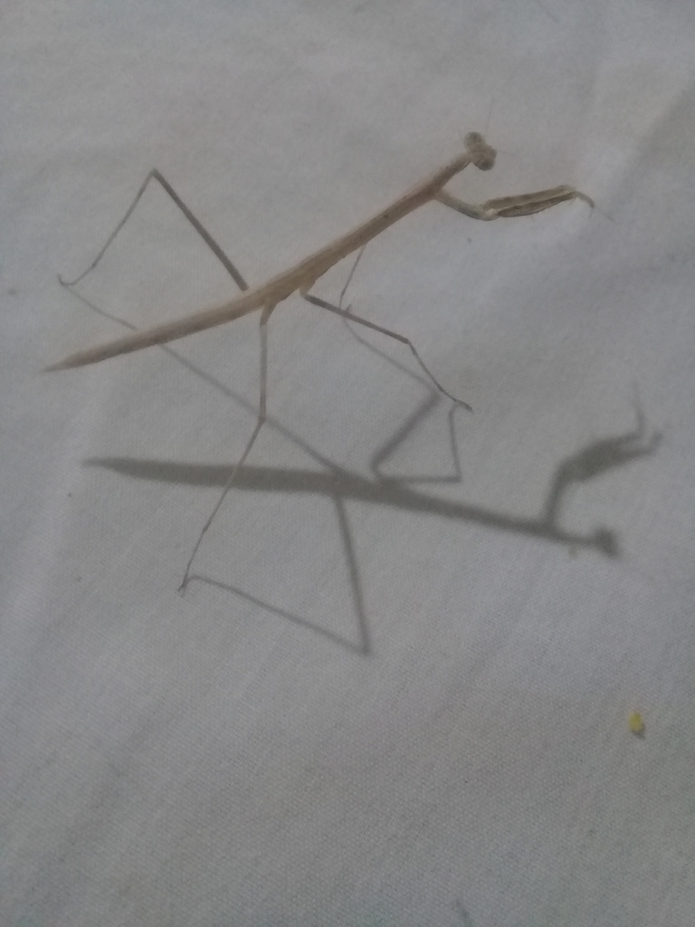 Musonia surinama from Sucre, Sucre, VE on November 6, 2021 at 06:51 PM ...