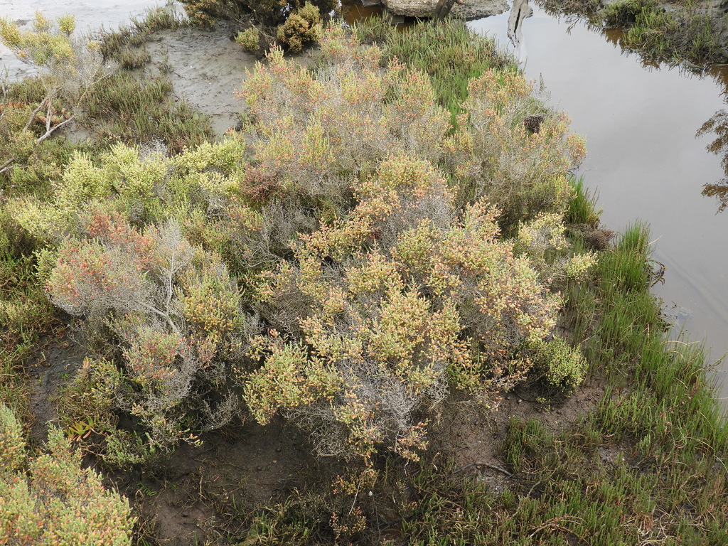 Shrubby Glasswort from Somerville VIC 3912, Australia on November 07 ...