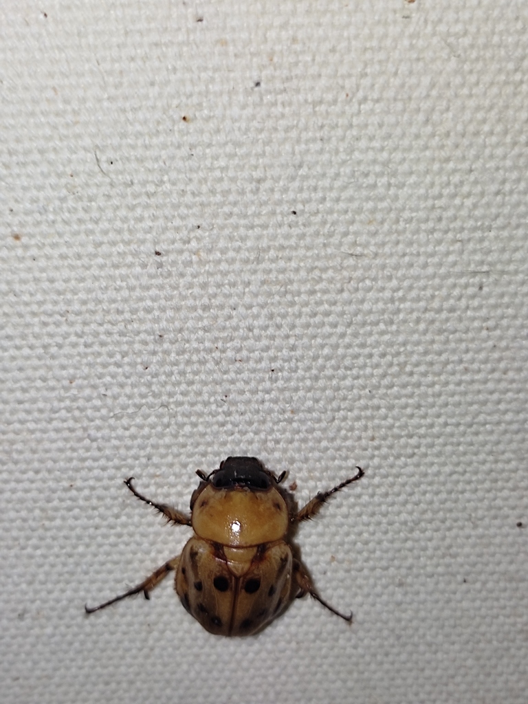 Masked Chafers from Província de Guanacaste, Costa Rica on November 6 ...