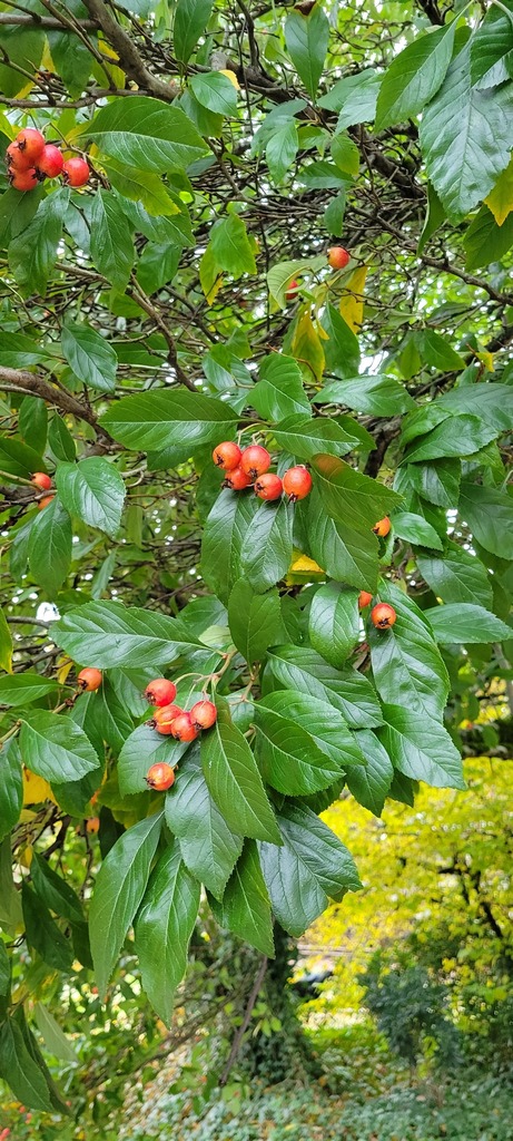 Maleae from Arlington, WA, USA on November 06, 2021 at 02:36 PM by ...