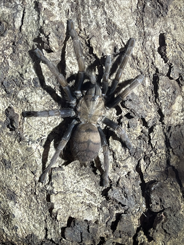Indian Violet Tarantula from Vansda National Park, Navsari, GJ, IN on ...