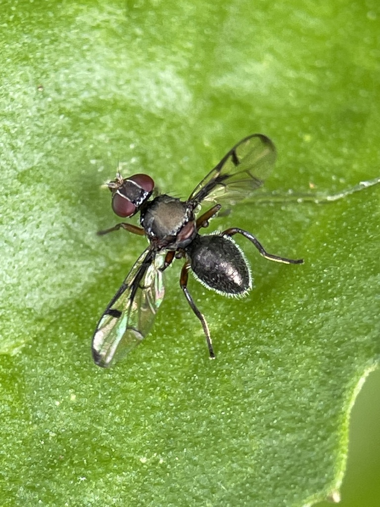 Boatman Fly from Frankston South, VIC, AU on November 07, 2021 at 01:22 ...