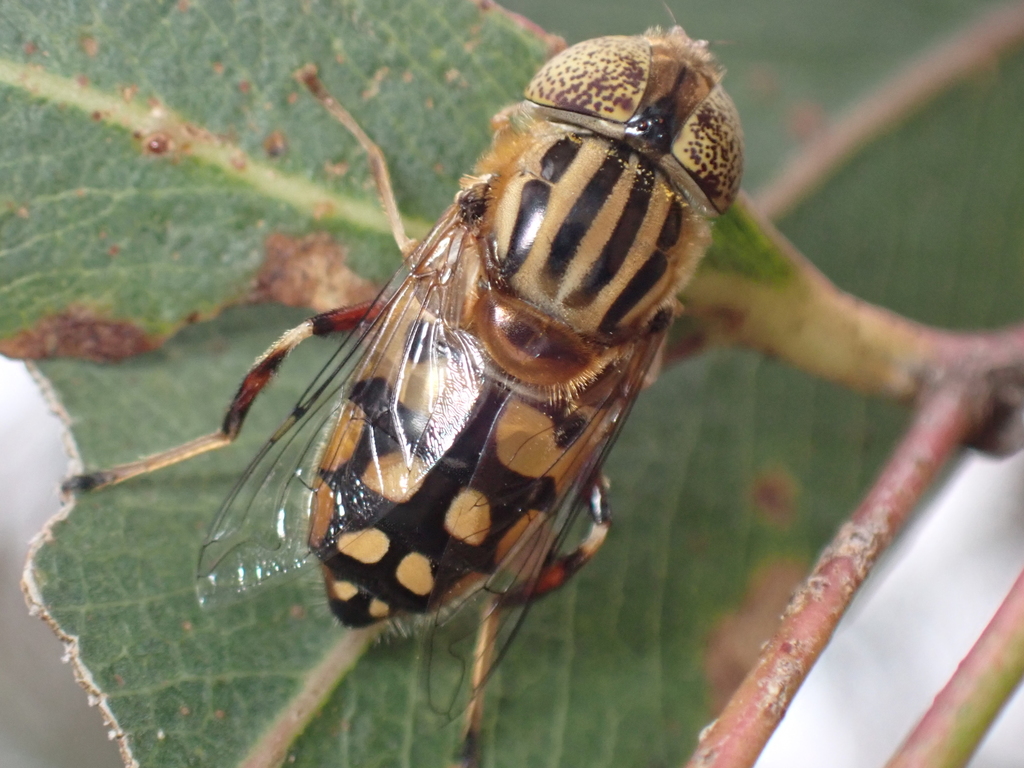 Native Drone Fly from Somerville VIC 3912, Australia on November 7 ...