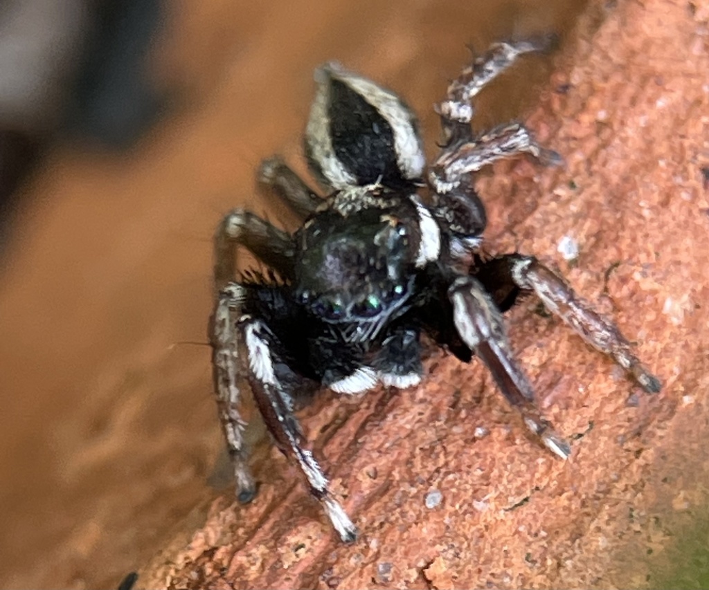 Frost's Jumping Spider from Frankston South, VIC, AU on November 07 ...
