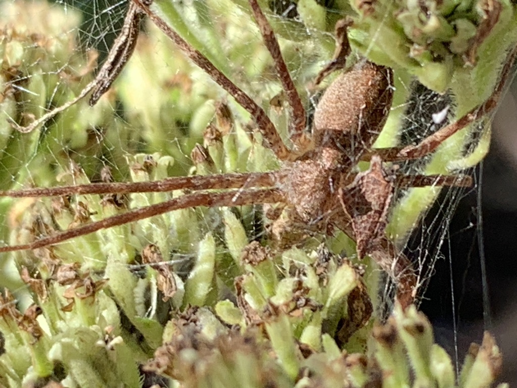 American Nursery Web Spider from Bailey's Prairie, TX, US on November ...
