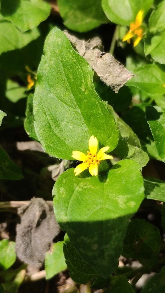 straggler daisy from 114台灣台北市內湖區瑞陽里 on November 07, 2021 at 11:21 AM by ...