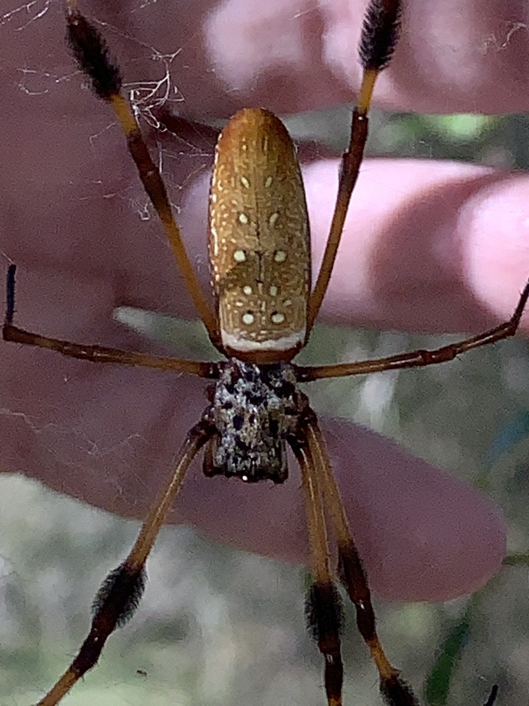 Golden Silk Spider from Bailey's Prairie, TX, US on November 06, 2021 ...