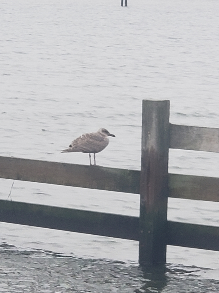 Large White-headed Gulls from Surrey, BC V4A 3H1, Canada on November 6 ...
