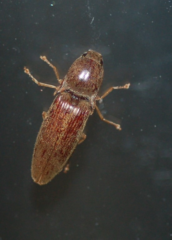 Conoderus lividus from Mt Washington, Baltimore, MD, USA on August 20 ...