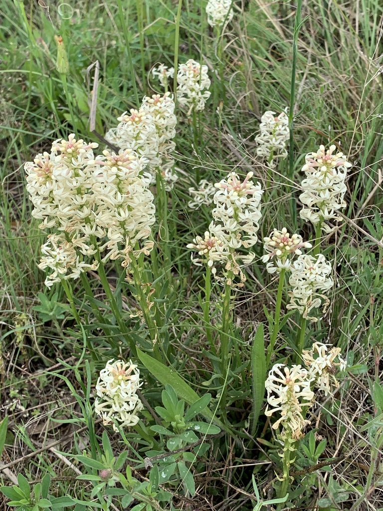 (Stackhousia) - Botanical Realm