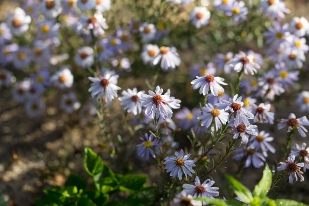 Ionactis (Asteraceae (Aster) of the Pacific Northwest) · iNaturalist