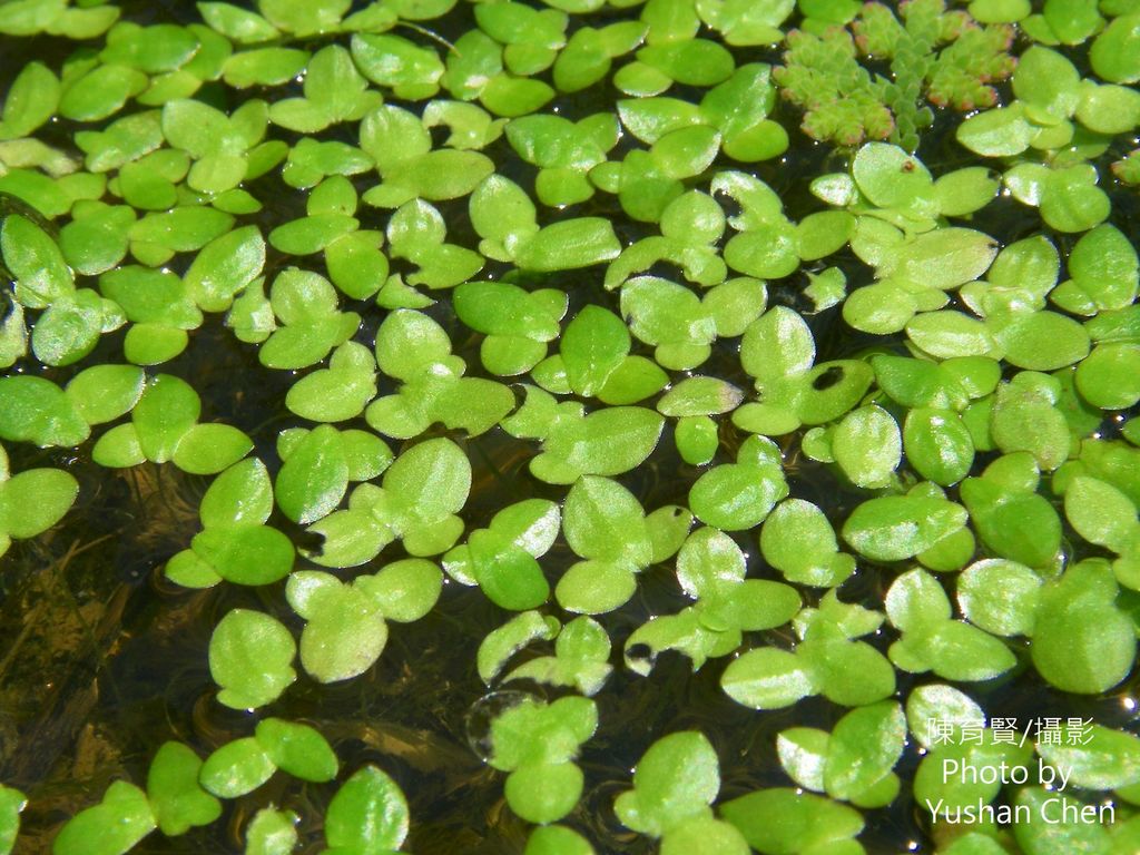 dotted duckweed from 台灣桃園市 on July 3, 2008 at 01:55 PM by 陳育賢 · iNaturalist