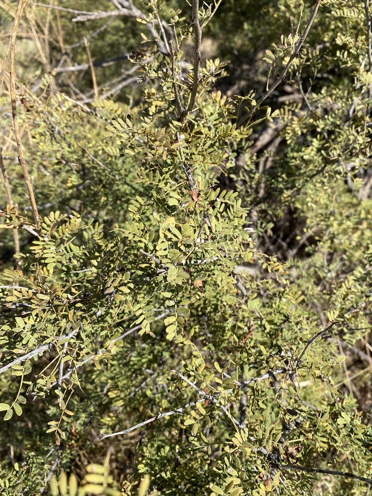 Catclaw Acacia from Roby, TX, US on November 06, 2021 at 12:02 PM by ...
