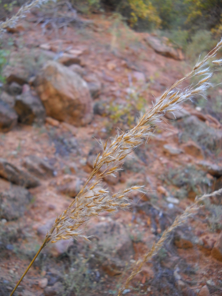 Indiangrass from Washington County, UT, USA on October 26, 2010 at 11: ...
