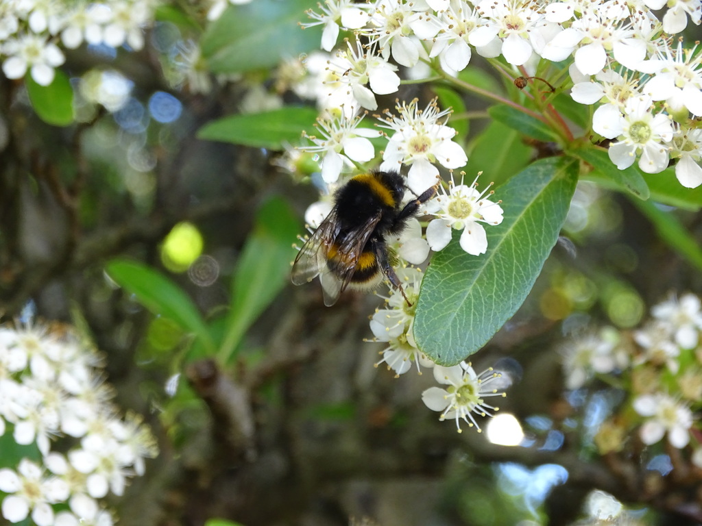 Buff-tailed Bumble Bee from Te Aro, Wellington 6011, New Zealand on ...