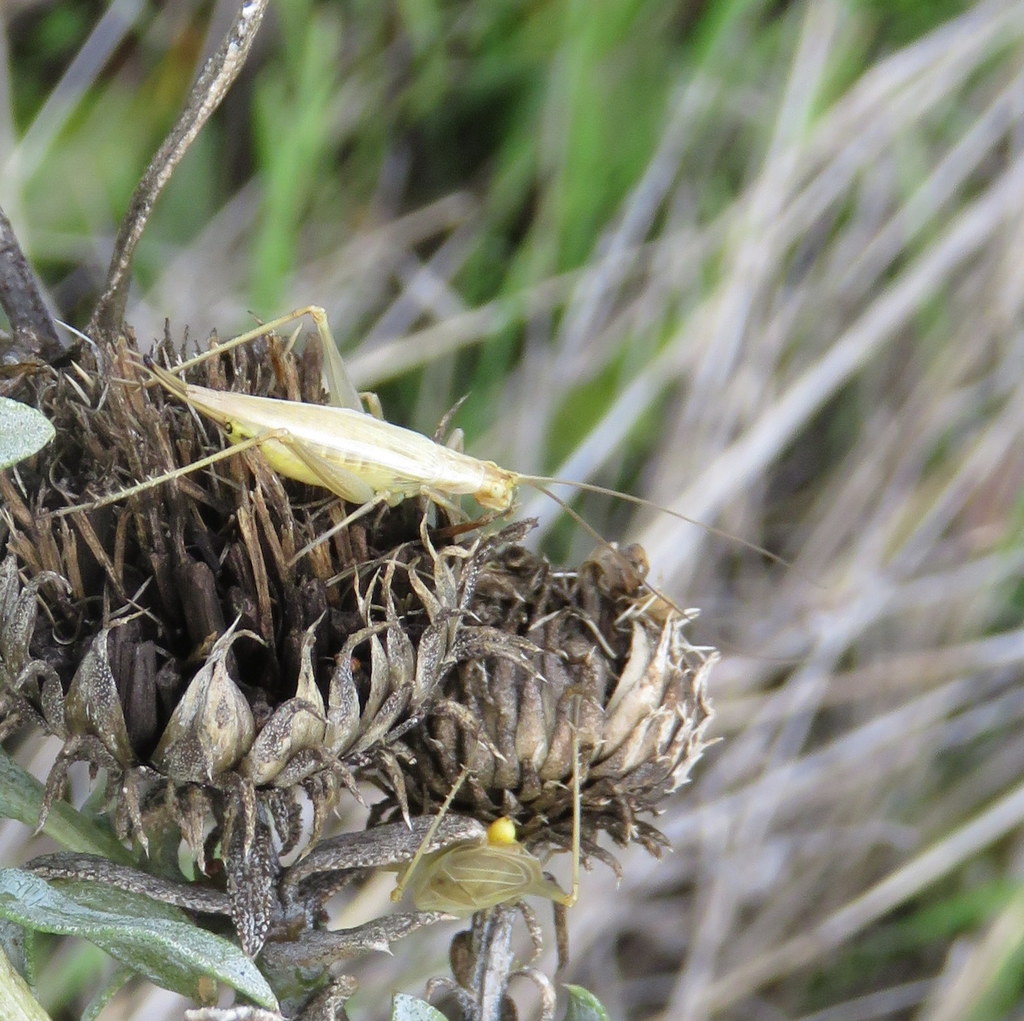 Common Tree Crickets from Sonoma County, CA, USA on November 06, 2021 ...