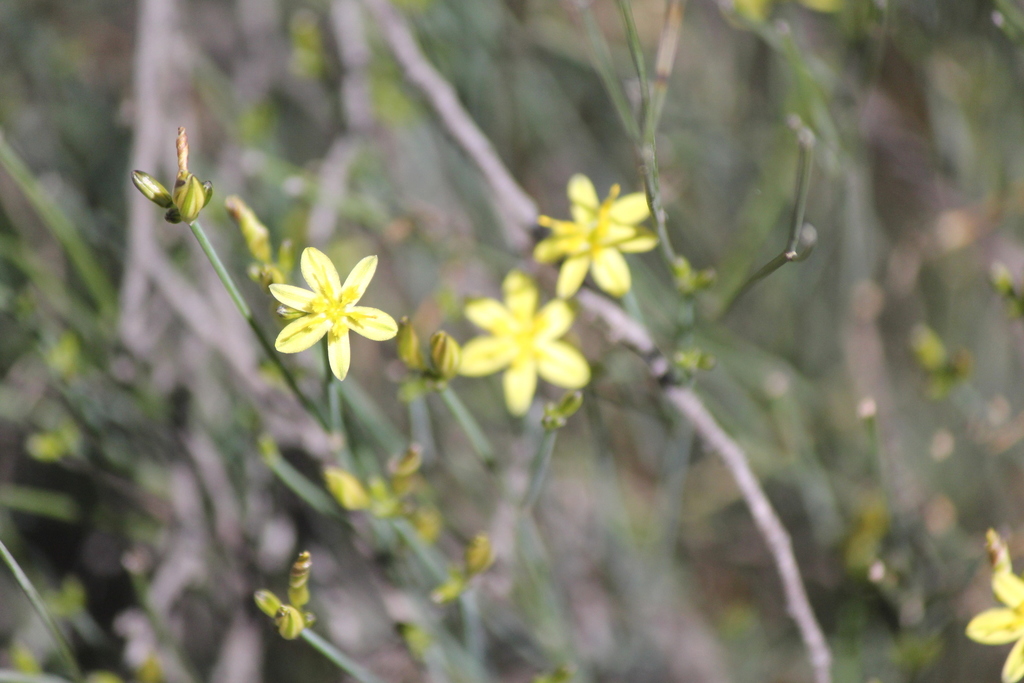 yellow rush-lily from Murray Bridge, South Australia, Australia on ...