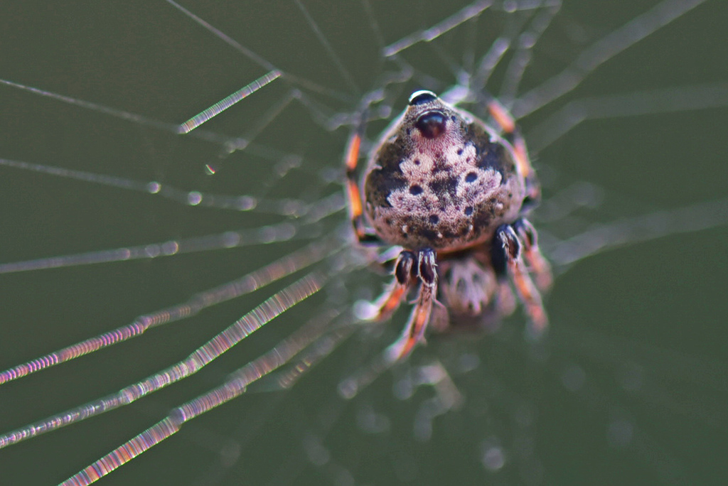 Hump Back Araneid Spider from Olivedale, Randburg, 2158, South Africa ...