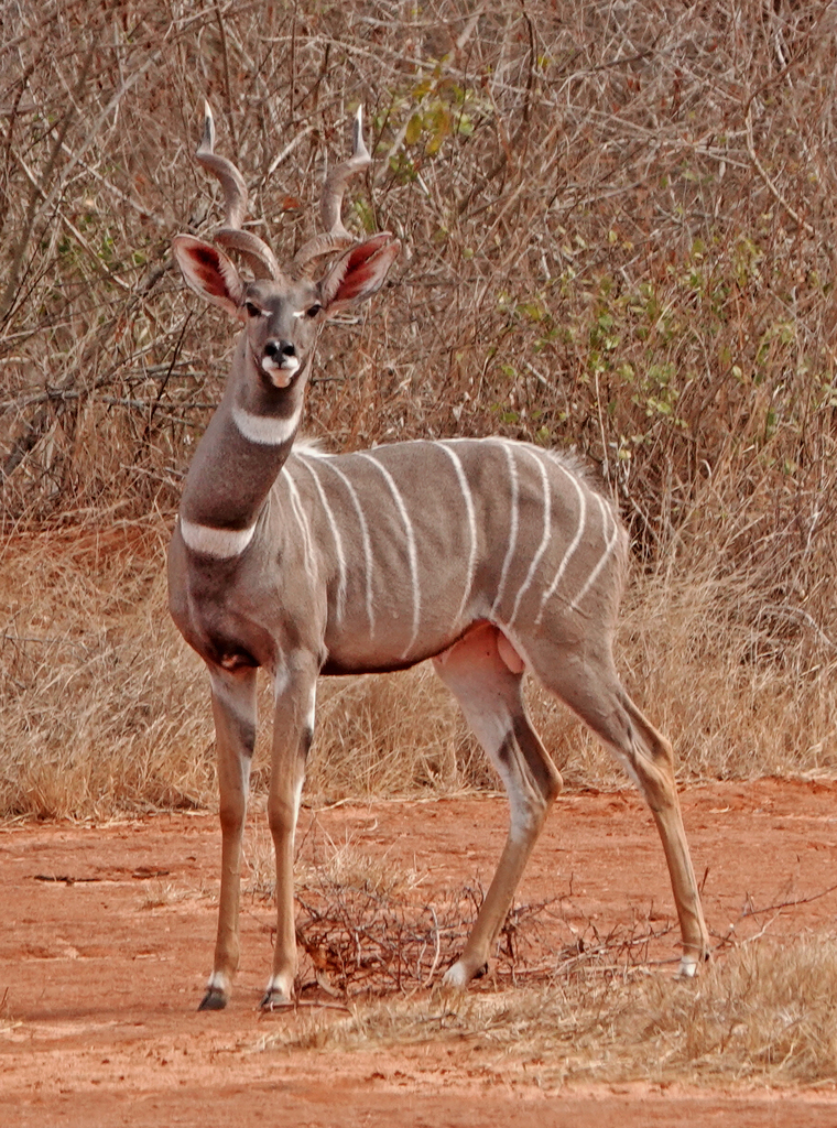 Southern Lesser Kudu (Tragelaphus imberbis australis) - Know Your Mammals