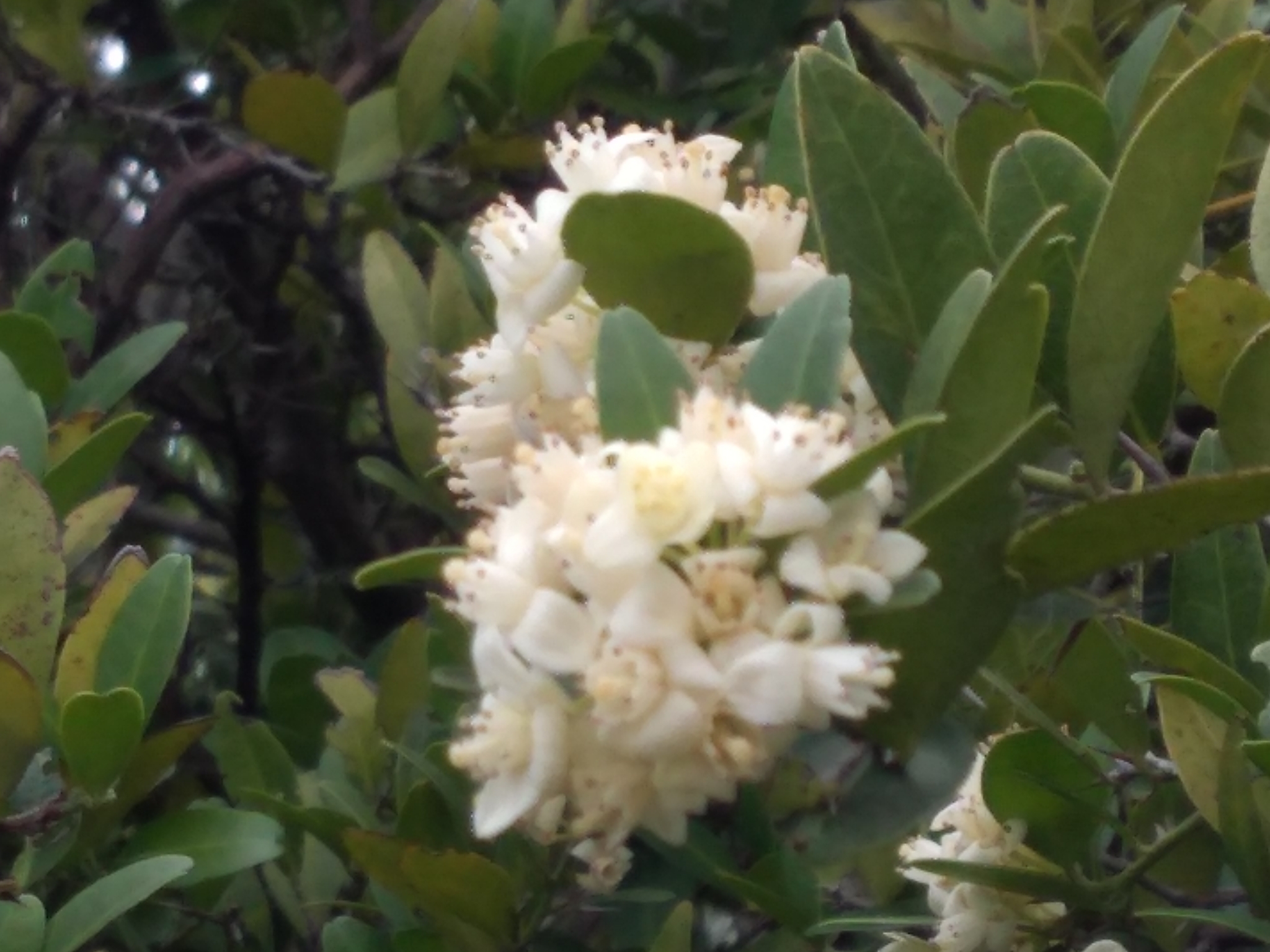 Atalantia monophylla (Roxb.) A.DC.