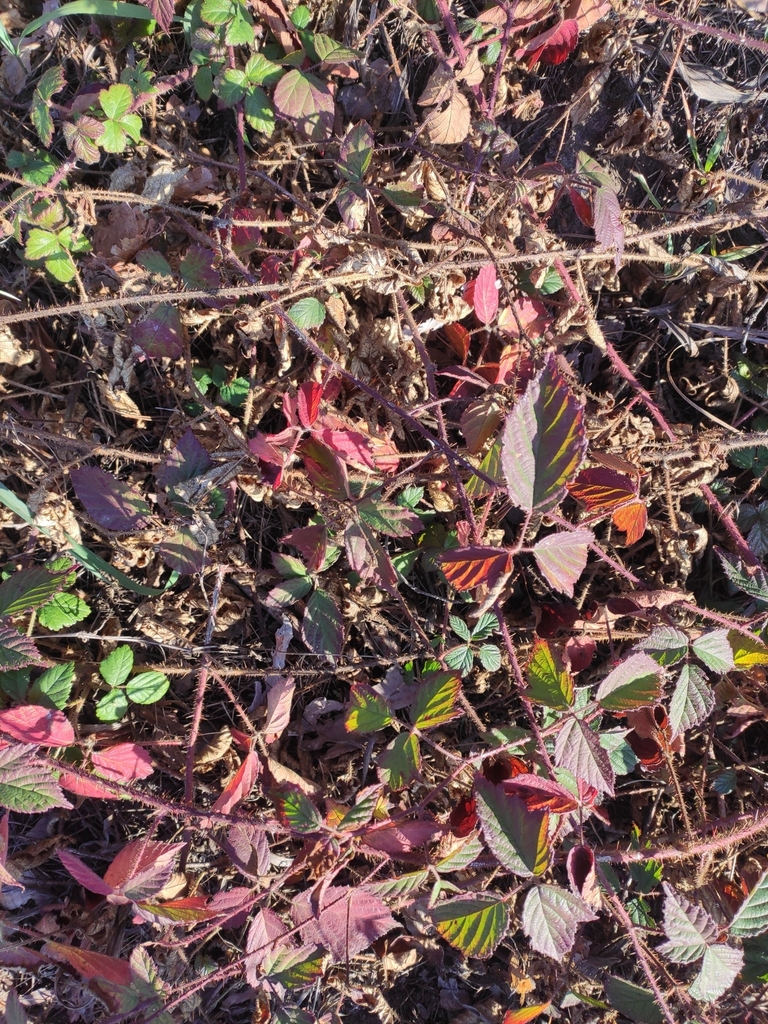 Rubus hirtus from Иванковский район, Киевская область, Украина on ...