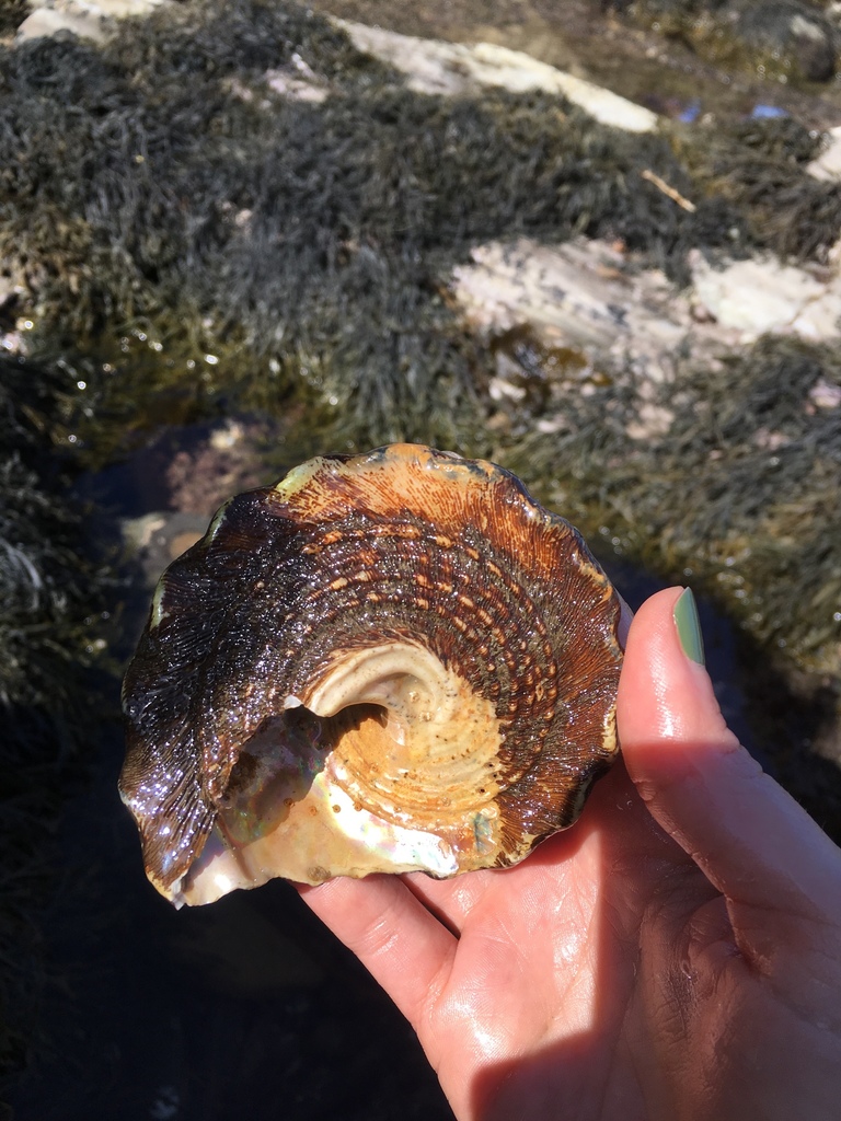 Wavy Turban (Multi-Agency Rocky Intertidal Network ) · iNaturalist