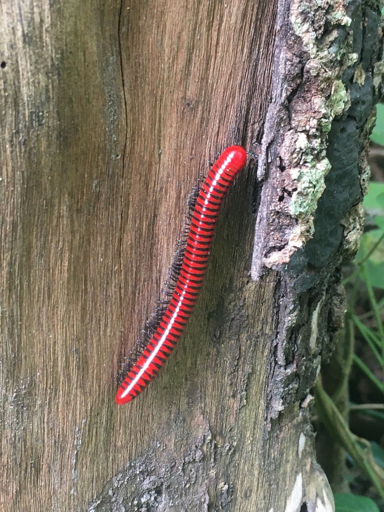 Ring Red Millipede from Dawncliffe, Westville, KZN, ZA on November 06 ...