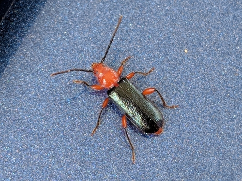 Lovely Long-horned Beetle (Phymatodes amoenus) wildspecies.ca