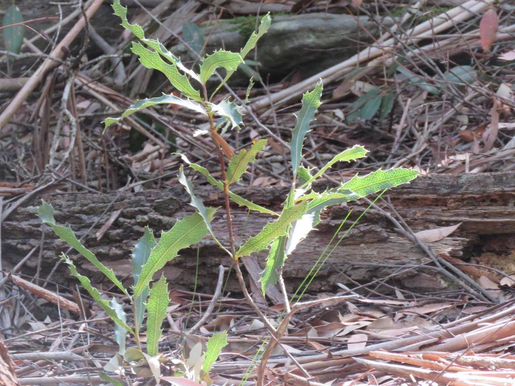 Woody Pear in May 2020 by Josh Magro · iNaturalist