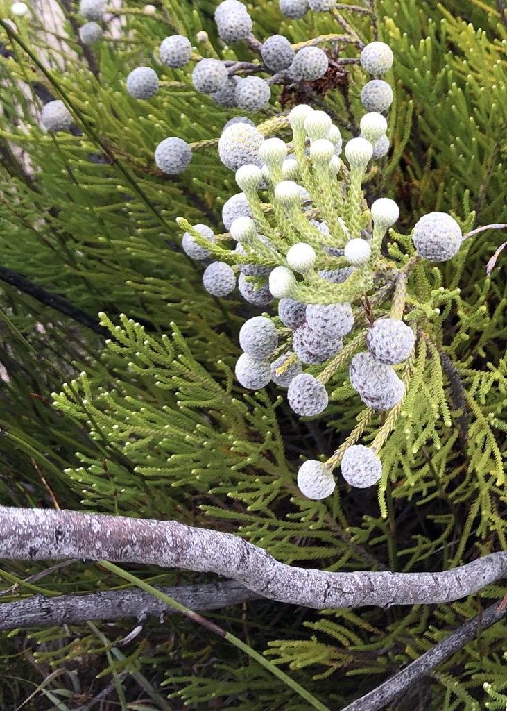Cone Stompie from South Cape DC, South Africa on November 05, 2021 at ...