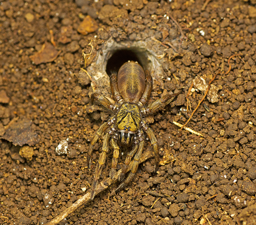 Brown Trapdoor Spiders from Joyners Ridge Rd, England Creek QLD 4306 ...