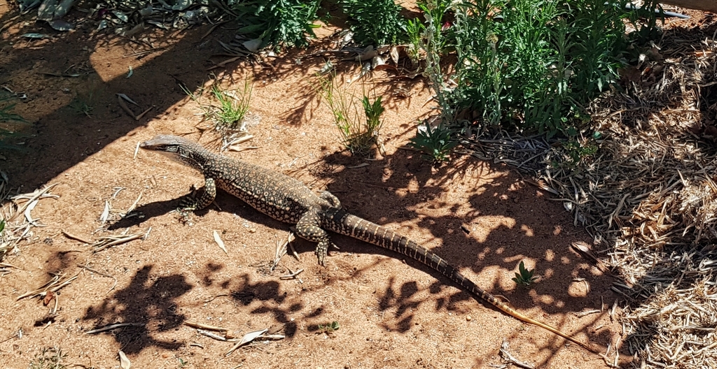 Sand Goanna from Woorree WA 6530, Australia on November 07, 2021 at 02: ...