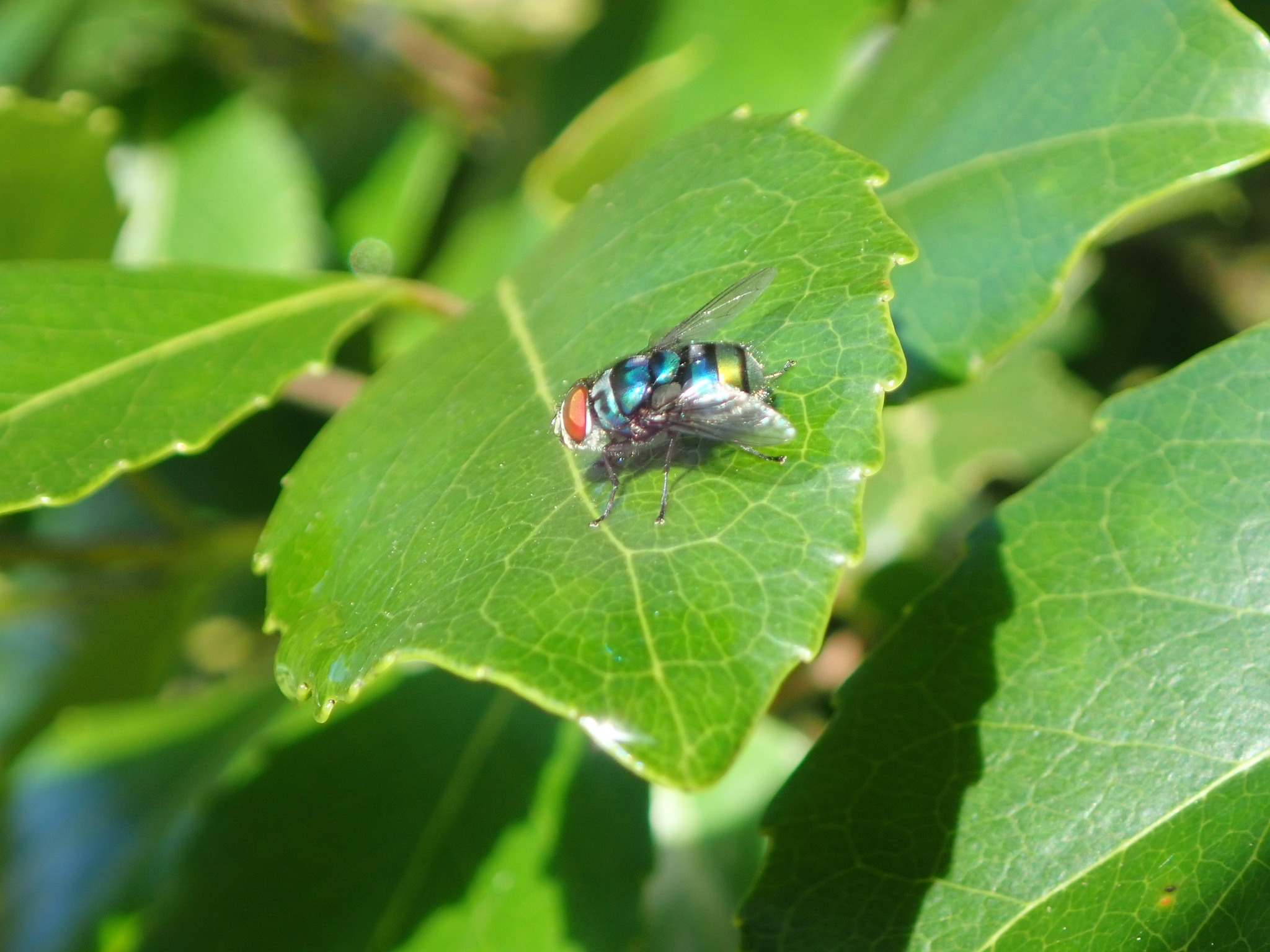 Chrysomya chloropyga (Wiedemann, 1818)