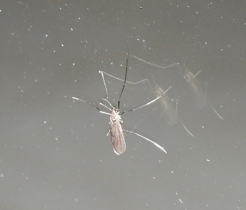 Gall and Forest Midges from Tomewin NSW 2484, Australia on November 06 ...