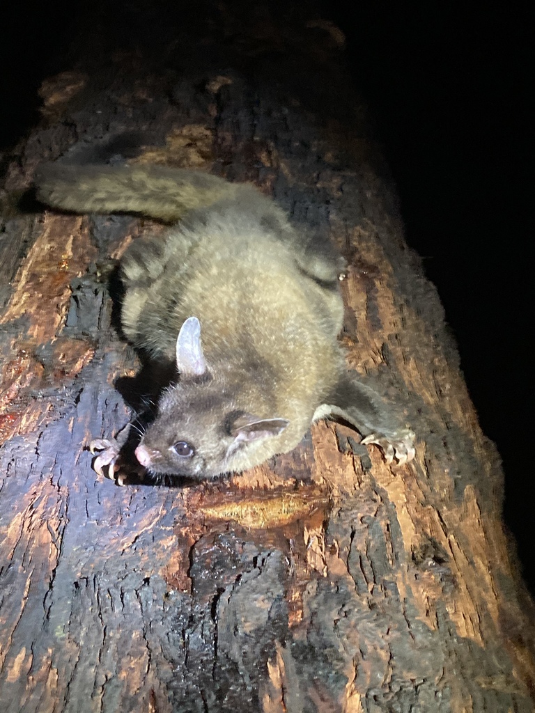 Northern Yellow-bellied Glider in October 2021 by jango1971 · iNaturalist