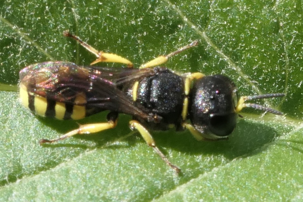Ectemnius massiliensis from Planitero 250 07, Greece on August 03, 2021 ...