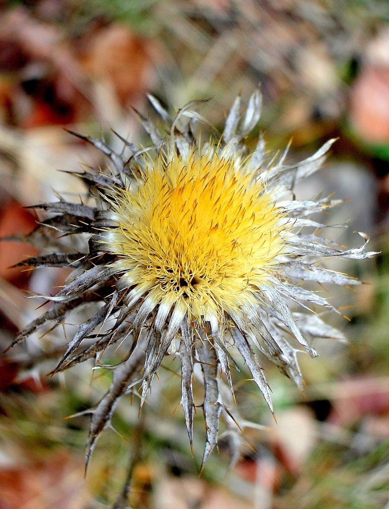 Gewöhnliche Golddistel (MVP) · iNaturalist
