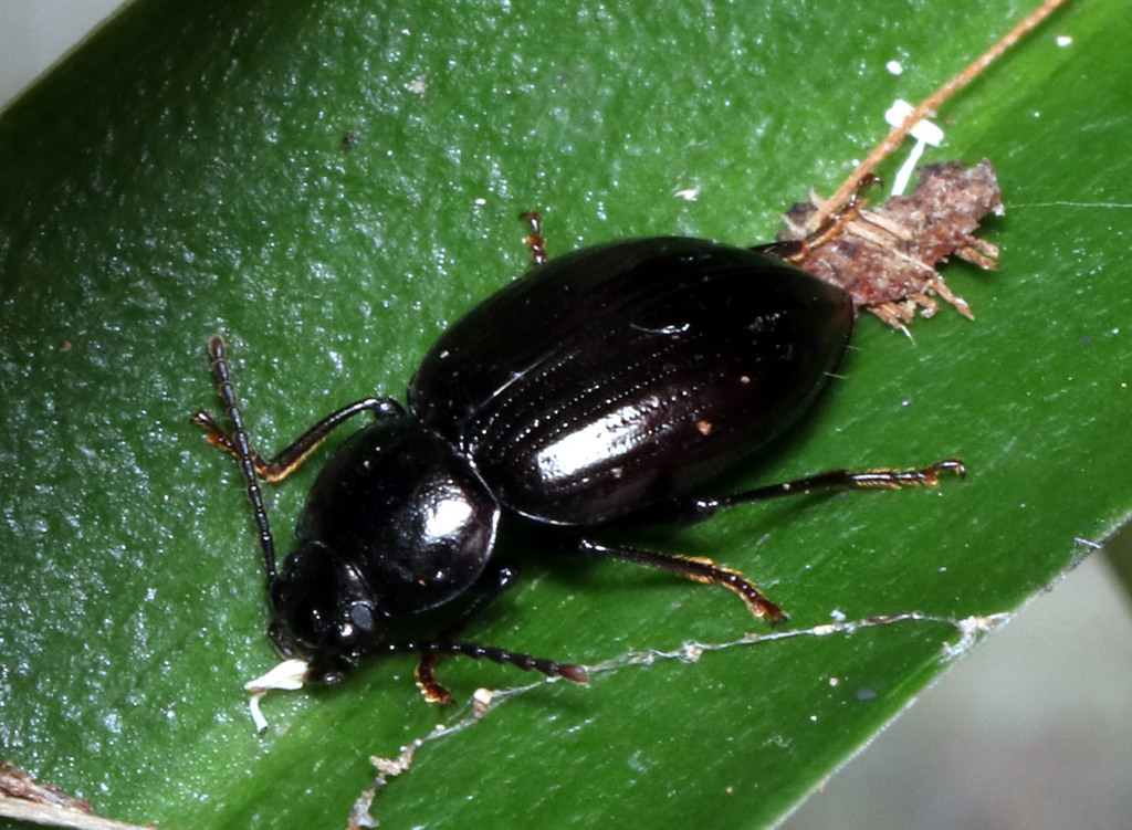 Adelium in September 2021 by juliegraham173 · iNaturalist