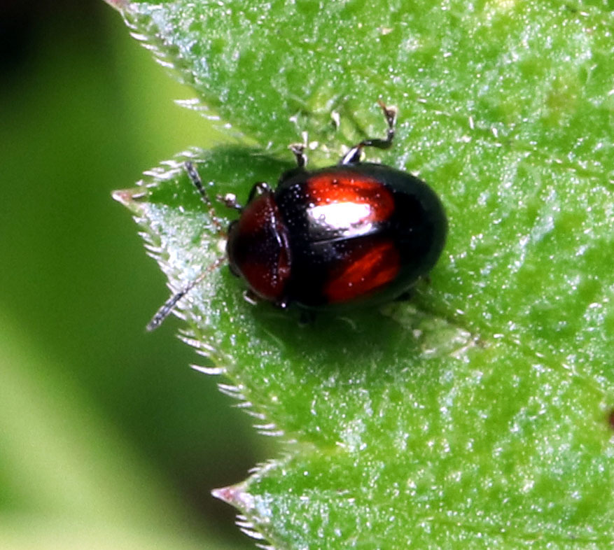 Sphaeroderma in October 2021 by juliegraham173 · iNaturalist