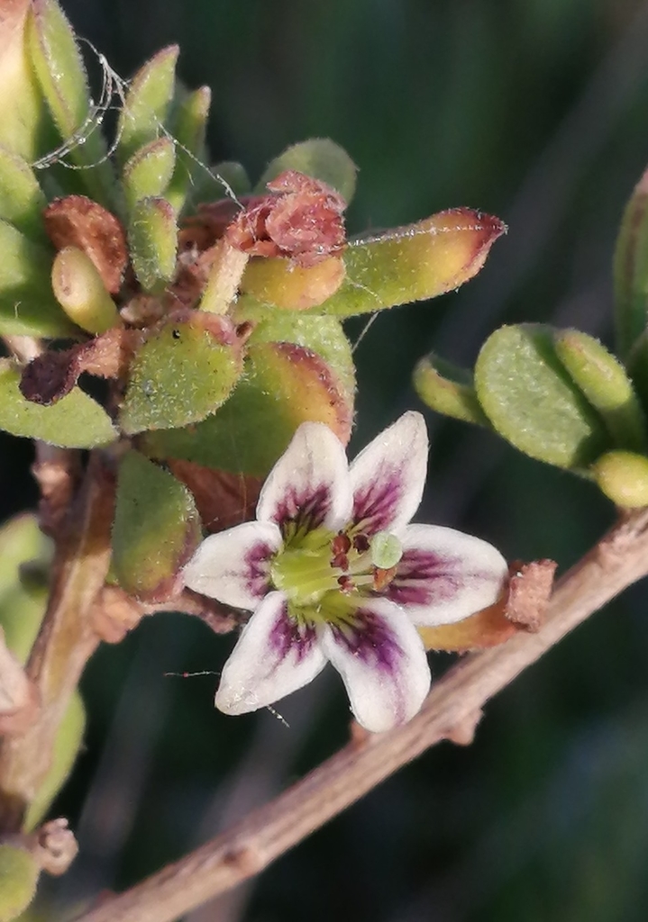 Lycium chilense (Flora de la Reserva Natural Municipal Humedal de ...
