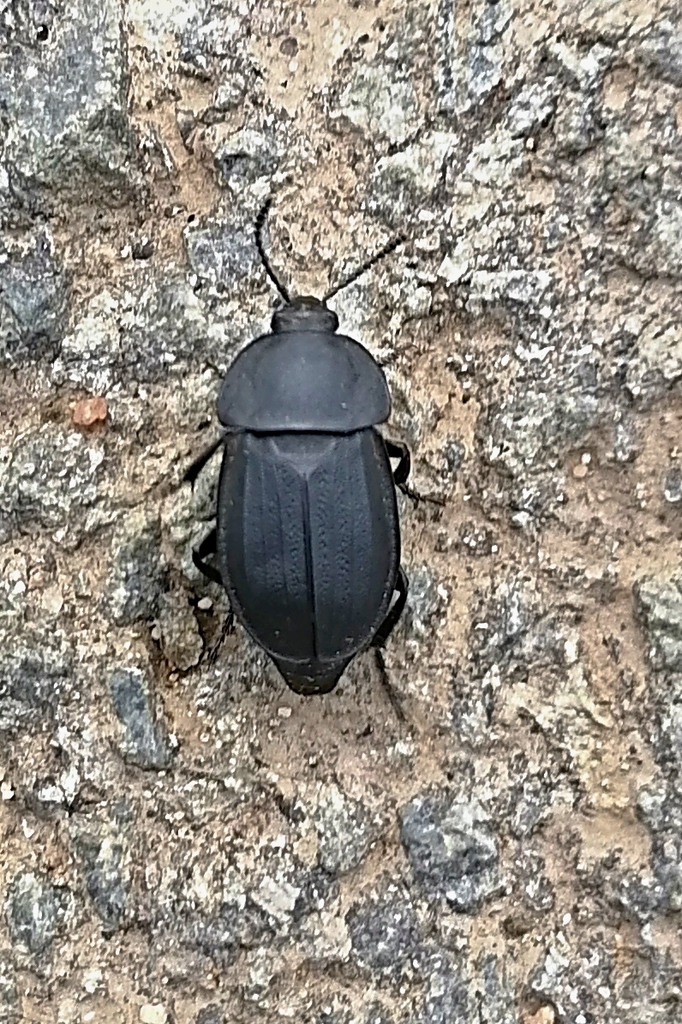 Obscure Carrion Beetle from Mnichovo Hradiště, Česko on July 9, 2021 at ...