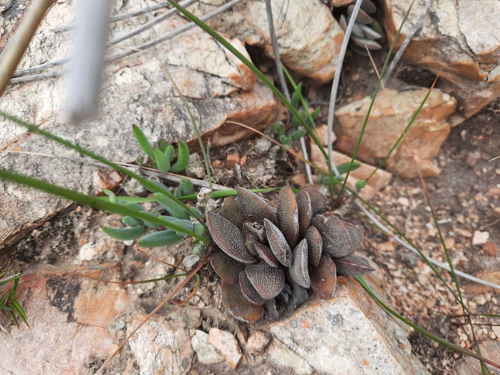 Stonecrops from Gqeberha, South Africa on October 23, 2021 at 11:31 AM ...