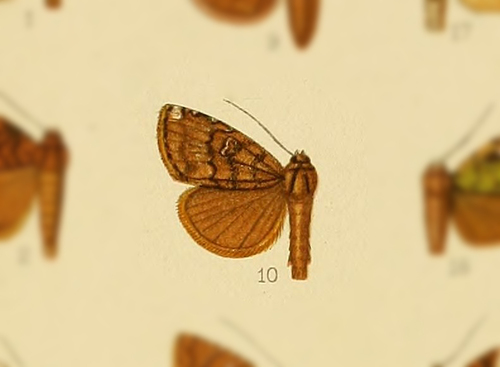 Amyna glaucopera · iNaturalist