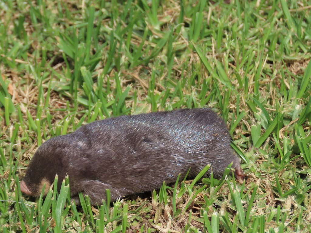 Cape Golden Mole from Cape Winelands, South Africa on November 7, 2021 ...