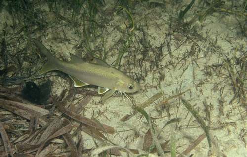 Barbudo barbú (Polydactylus virginicus)